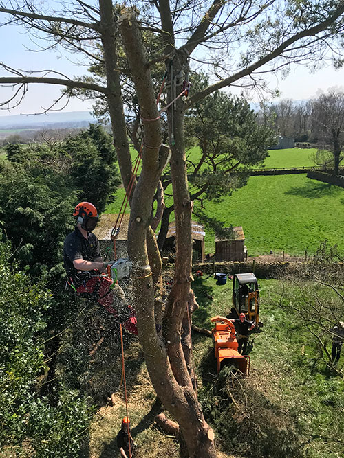 Advanced Trees & Grounds